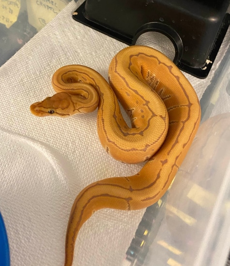 Cryptic Orange Dream Pinstripe Ultramel Ball Python by Palumbo's ...