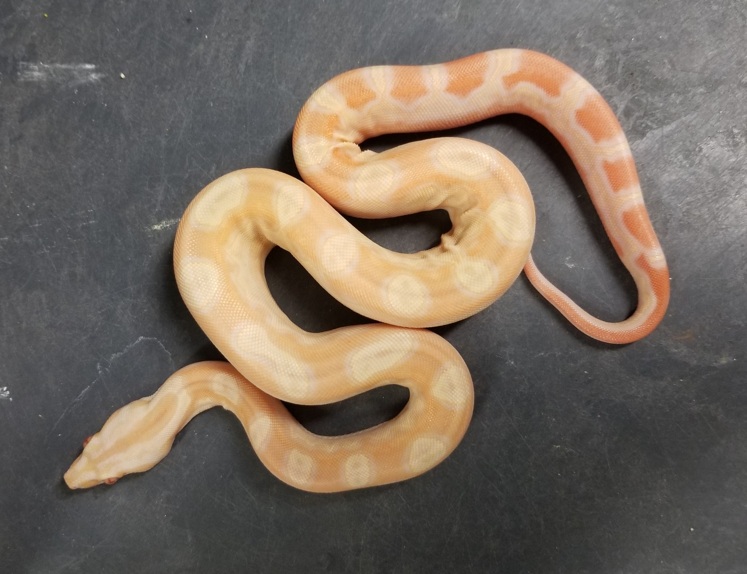 Sunglow Motley 50% Het Leopard (Markers) Boa Constrictor by Palumbo's ...