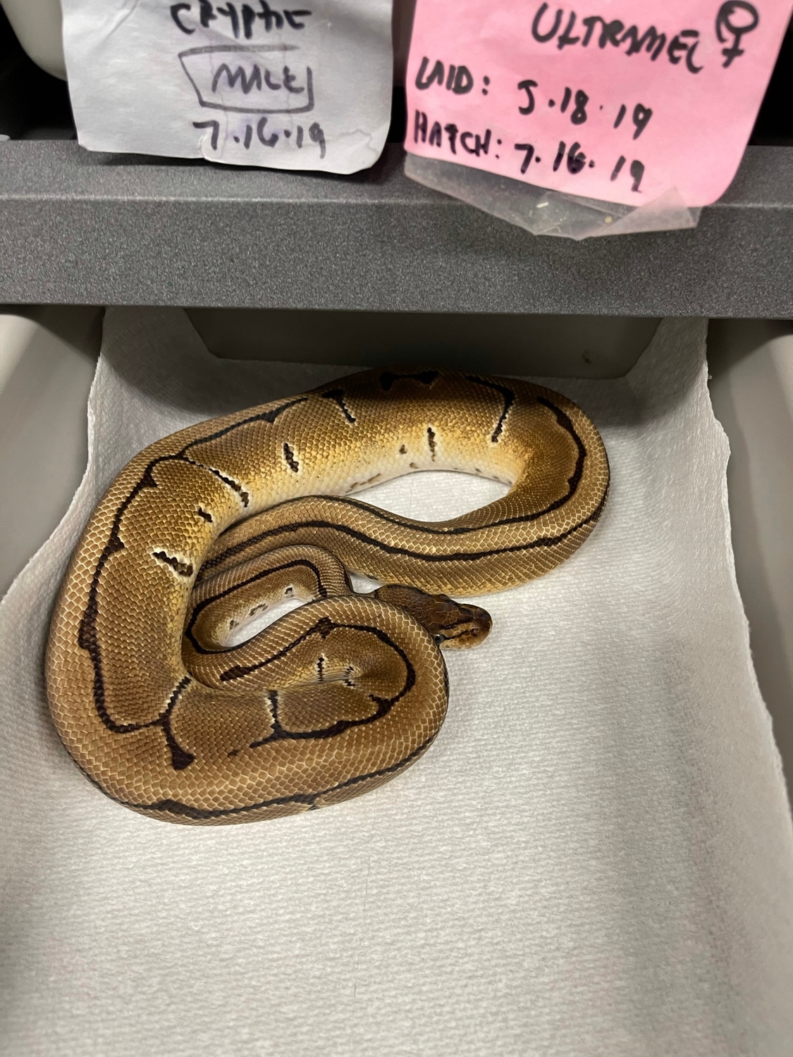 Cryptic Pinstripe 100% Ultramel (Pos Orange Dream) Ball Python by ...