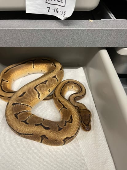 Orange Dream Cryptic Pinstripe 100% Het Ultramel Ball Python by Palumbo ...