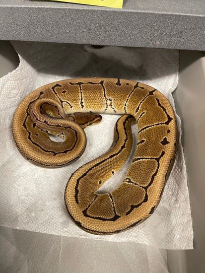 Pinstripe Orange Dream Cryptic Het Ultramel Ball Python by Palumbo's ...