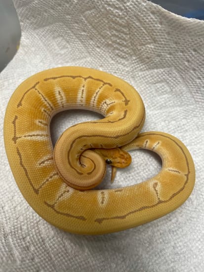 Orange Dream Pinstripe Ultramel 66% Het Cryptic Ball Python by Palumbo ...