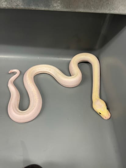 Super Hypo Granite 66% Het Albino 66% Het Green Burmese Python by ...