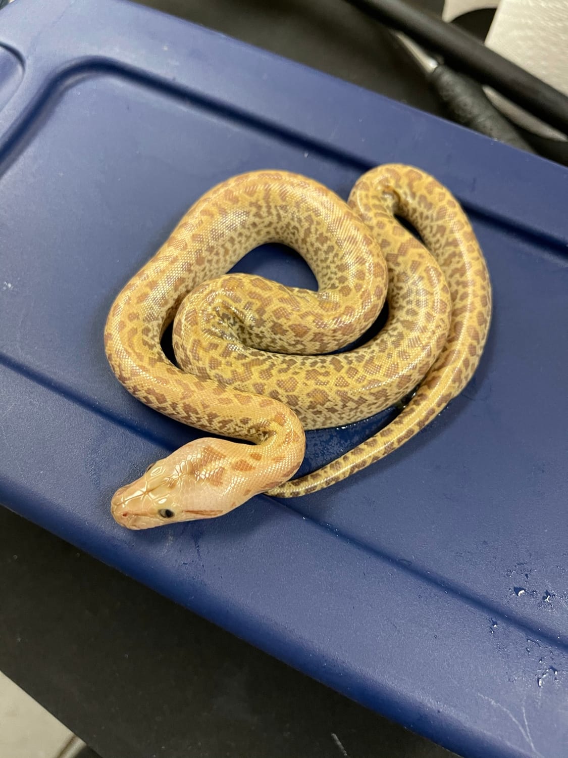 Hypo Granite 66% Het Albino 66% Het Green Burmese Python by Palumbo's ...