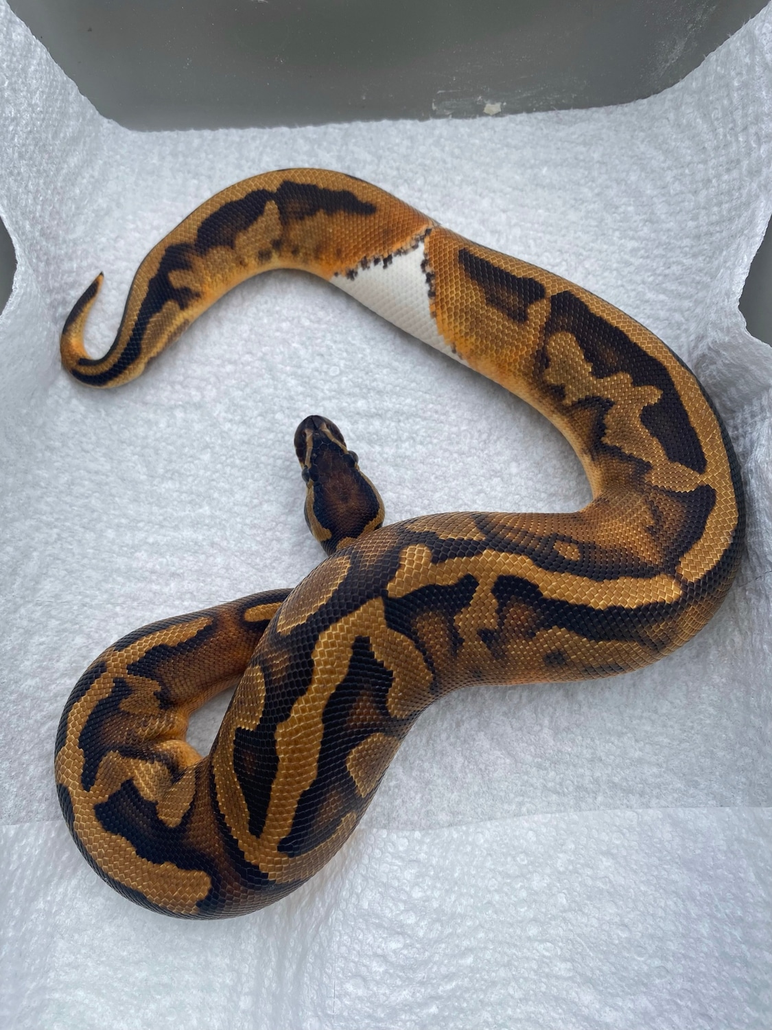 Orange Dream Yellow Belly Het Pied 66% Het Hypo 50% Het Albino Ball ...