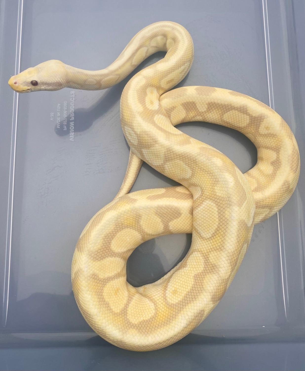 Super Pastel Candino Ball Python by Palumbo's Pythons & Boas - MorphMarket