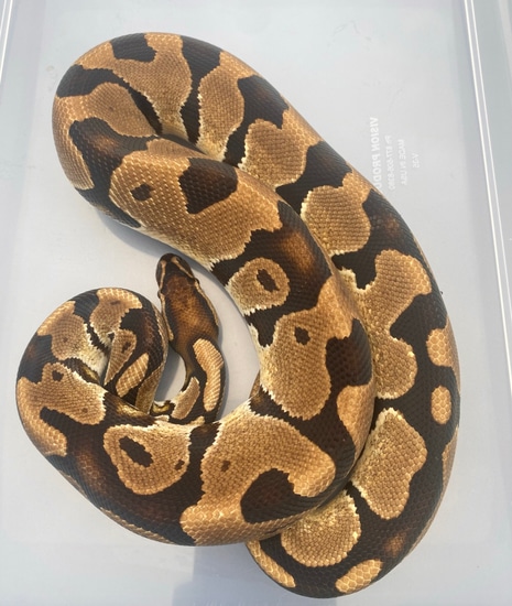 Orange Dream Het Ultramel Het Cryptic Ball Python by Palumbo's Pythons ...