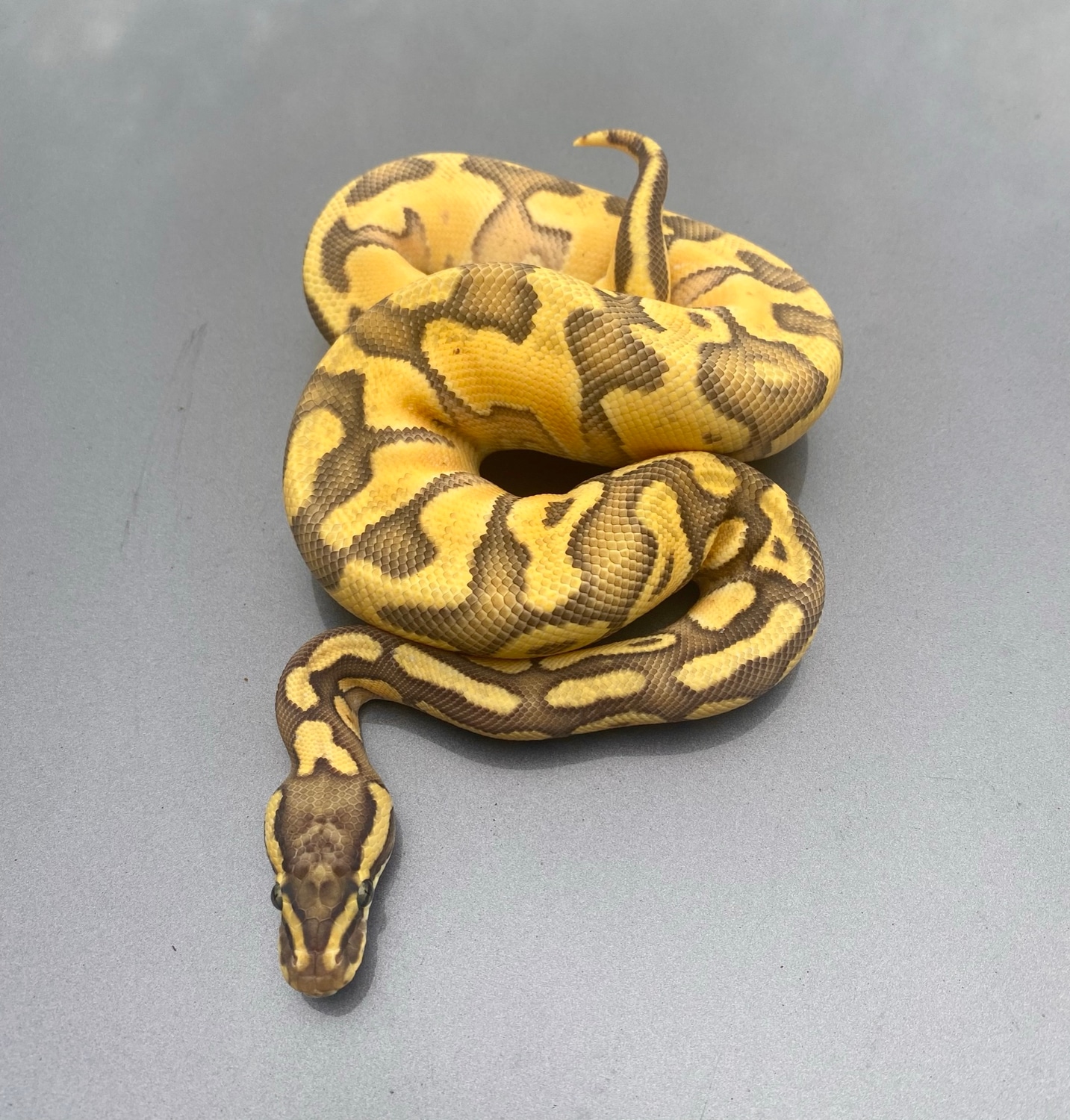 Pastel Hypo Enchi 66% Het Rainbow Ball Python by Palumbo's Pythons ...