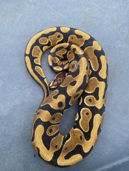 MicroScale Het Clown Ball Python by Palumbo's Pythons & Boas