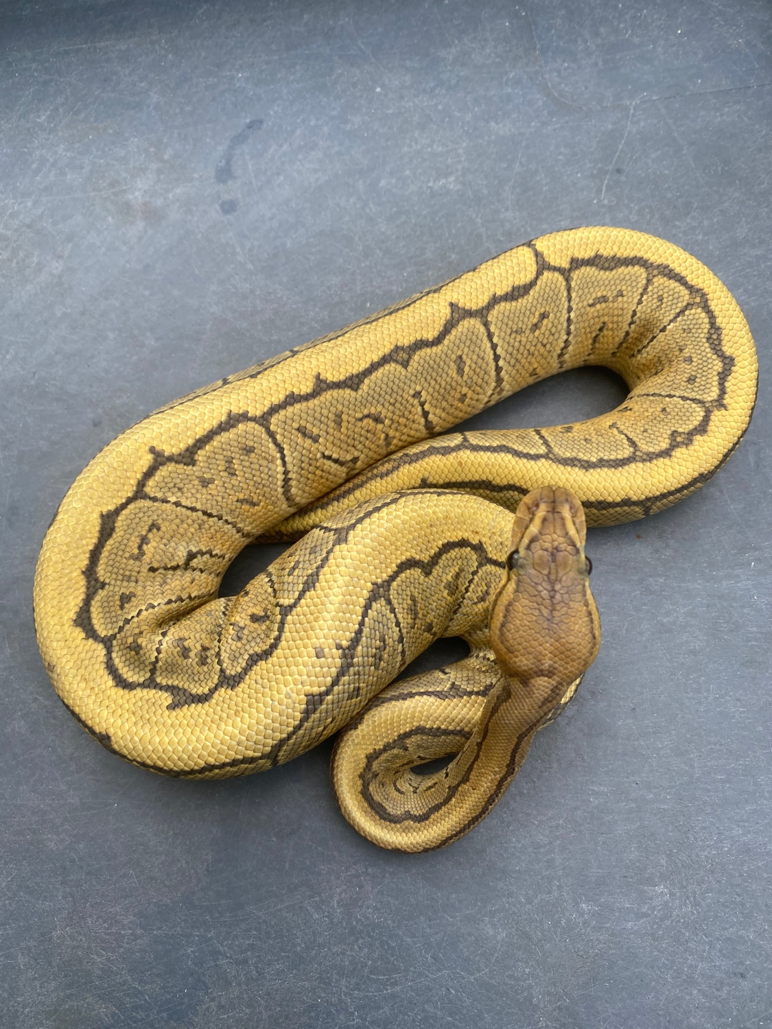 Pinstripe Hypo Het Caramel Ball Python by Palumbo's Pythons & Boas ...