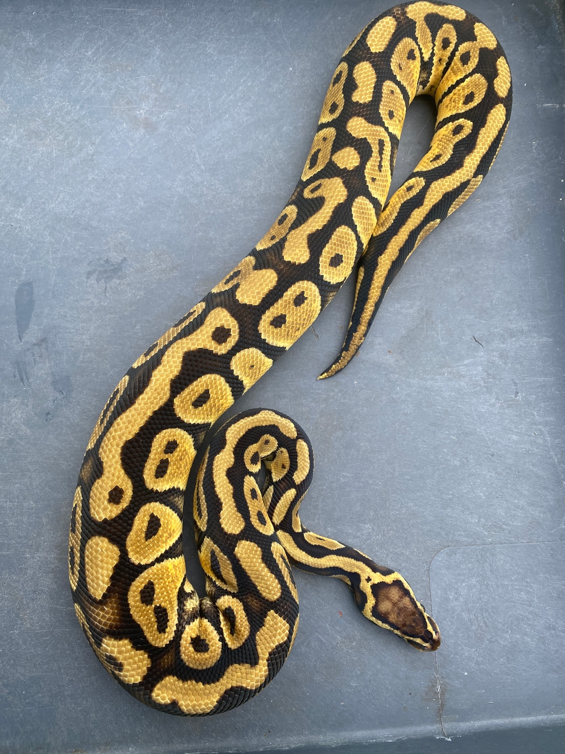 Pastel Mandarin Ball Python by Palumbo's Pythons & Boas - MorphMarket