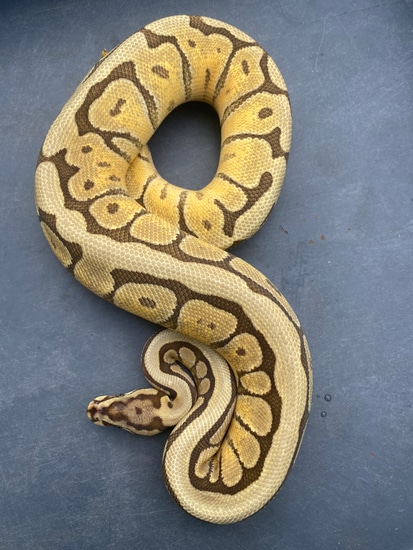 Mandarin Spider Fire Pastel Ball Python by Palumbo's Pythons & Boas