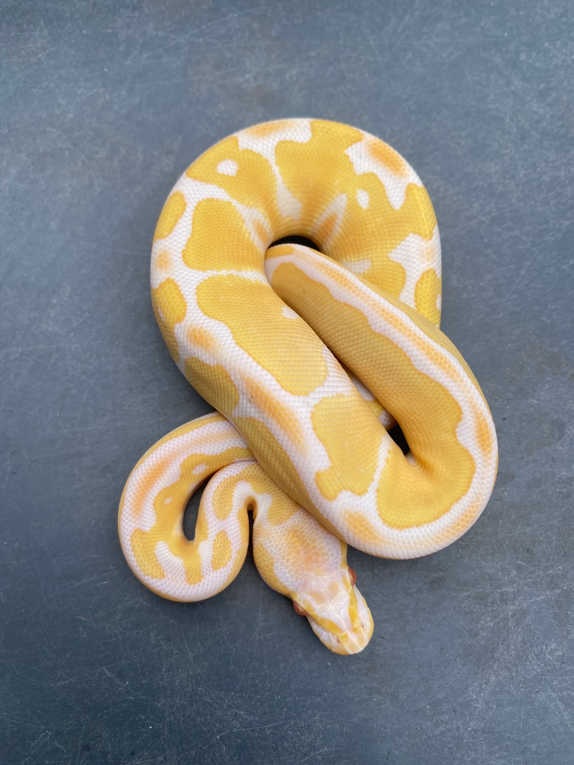 Albino Het Pied Ball Python by Palumbo's Pythons & Boas - MorphMarket