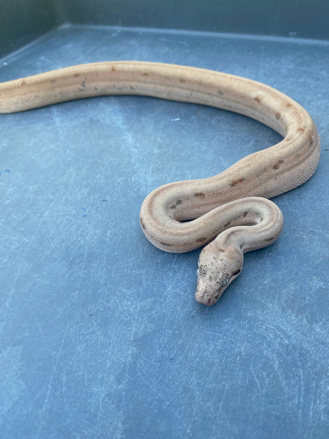 Scoria Hypo 100% Het Kahl Albino Boa Constrictor by Palumbo's Pythons ...