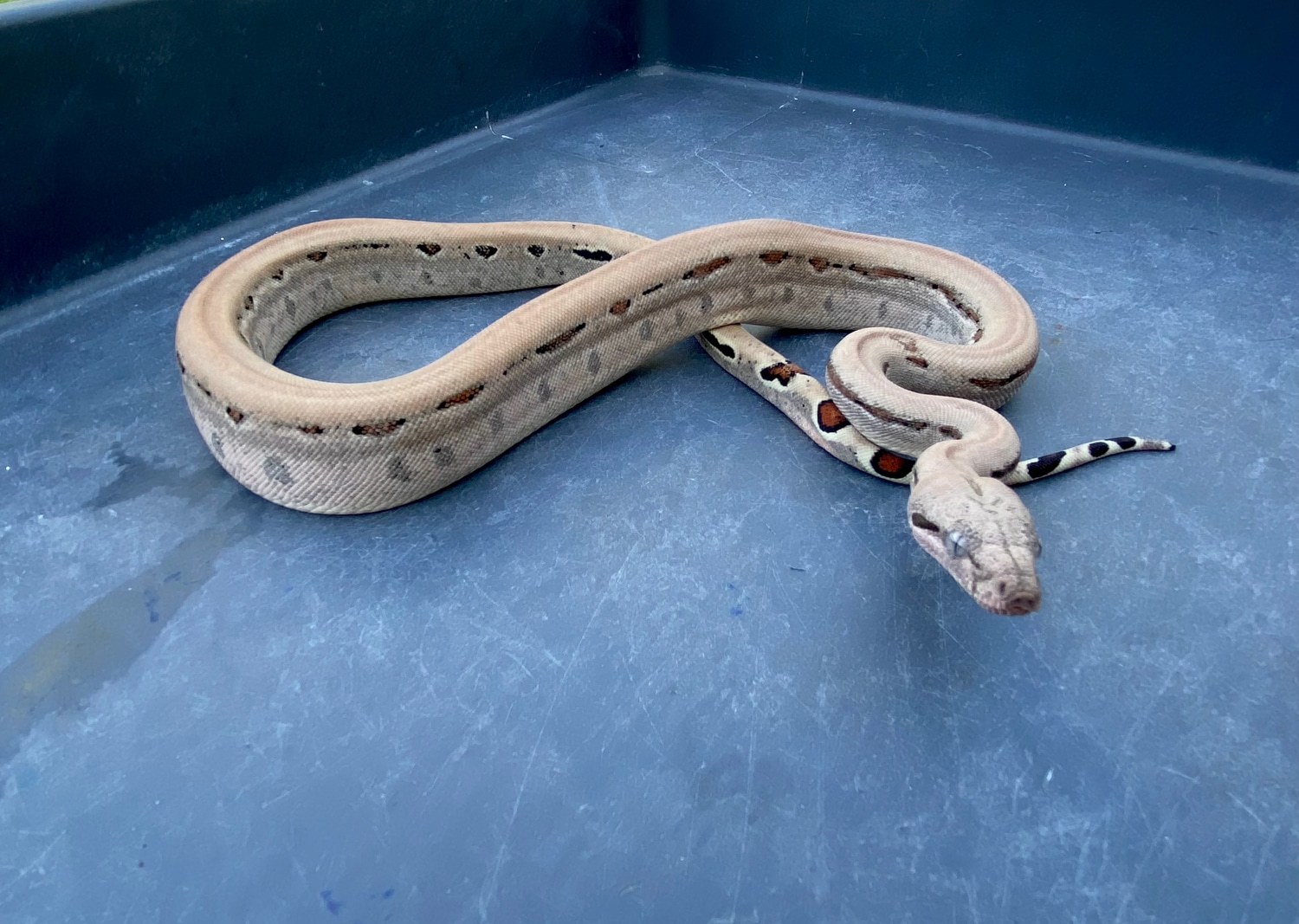 Scoria Hypo 100% Het Kahl Albino Boa Constrictor by Palumbo's Pythons ...