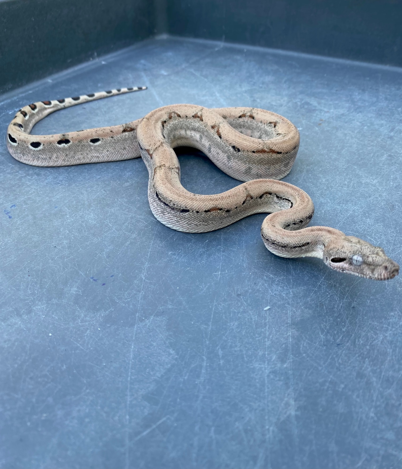 Scoria 100% Het Kahl Albino Boa Constrictor by Palumbo's Pythons & Boas ...