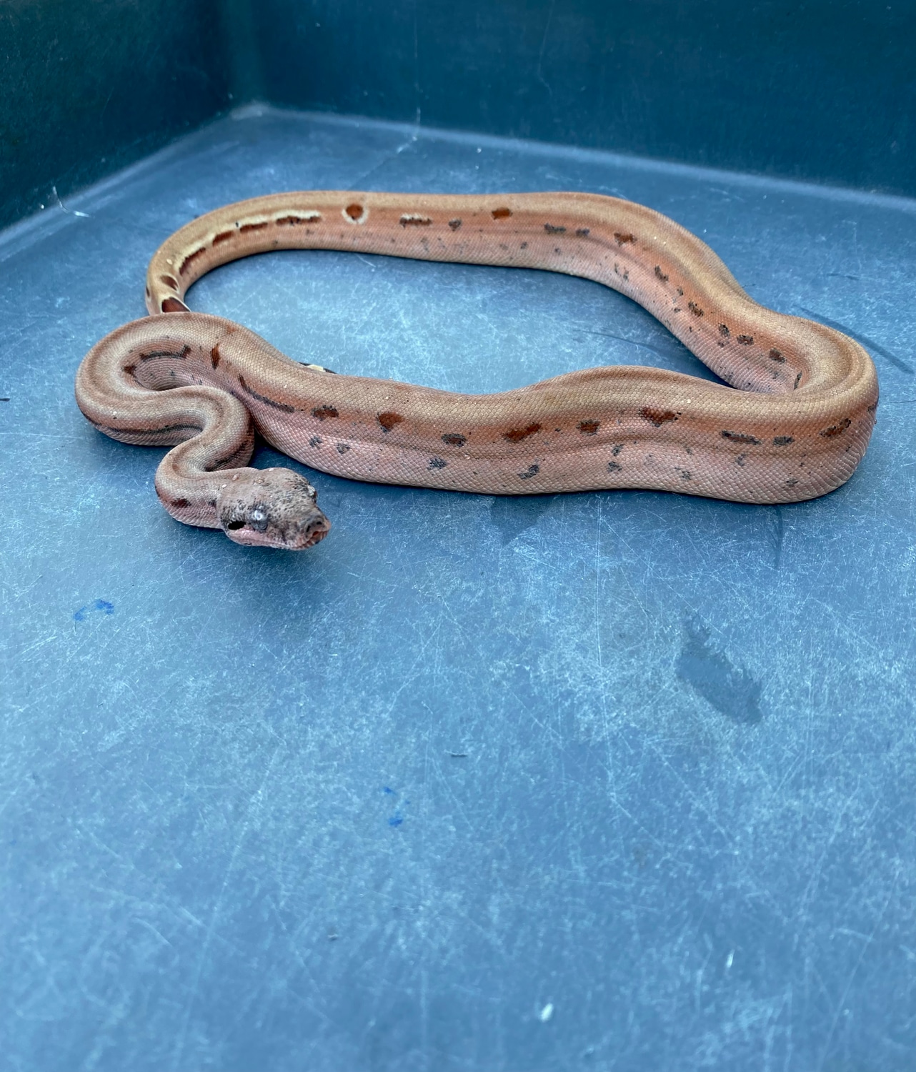 Scoria Hypo 100% Het Kahl Albino Boa Constrictor by Palumbo's Pythons ...