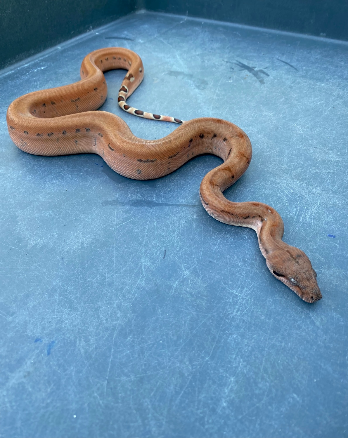 Scoria 100% Het Kahl Albino Boa Constrictor by Palumbo's Pythons & Boas ...