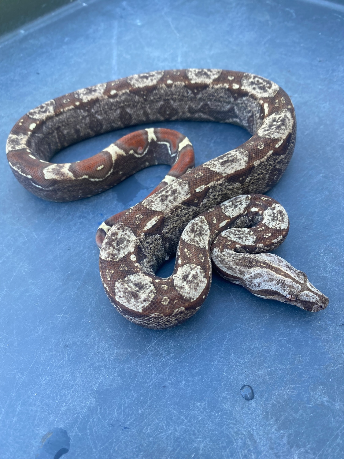 Img Vpi T+ Boa Constrictor by Palumbo's Pythons & Boas - MorphMarket