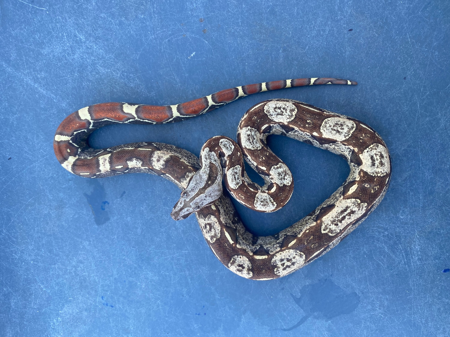 Img Vpi T+ Boa Constrictor by Palumbo's Pythons & Boas - MorphMarket USA