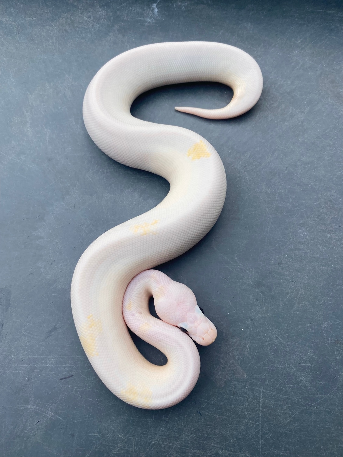 Super Fire Pastel 50% Het Clown Pos Pinstripe And Spider Ball Python by ...