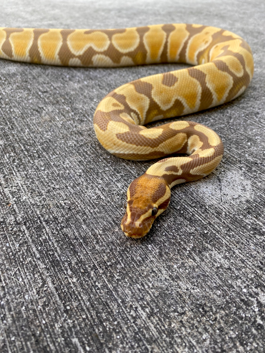 Pos Super Orange Dream Ultramel 100% Het Cryptic Ball Python by Palumbo ...