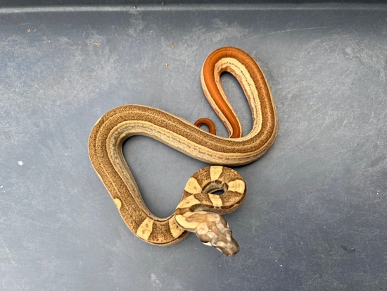 Jungle Motley Hypo DH VPI/ANERY (VPI SNOW) Boa Constrictor by Palumbo's ...