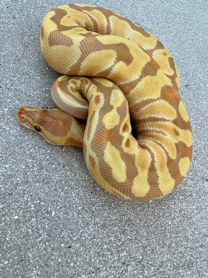 Super Enchi Hypo Rainbow Ball Python by Palumbo's Pythons & Boas