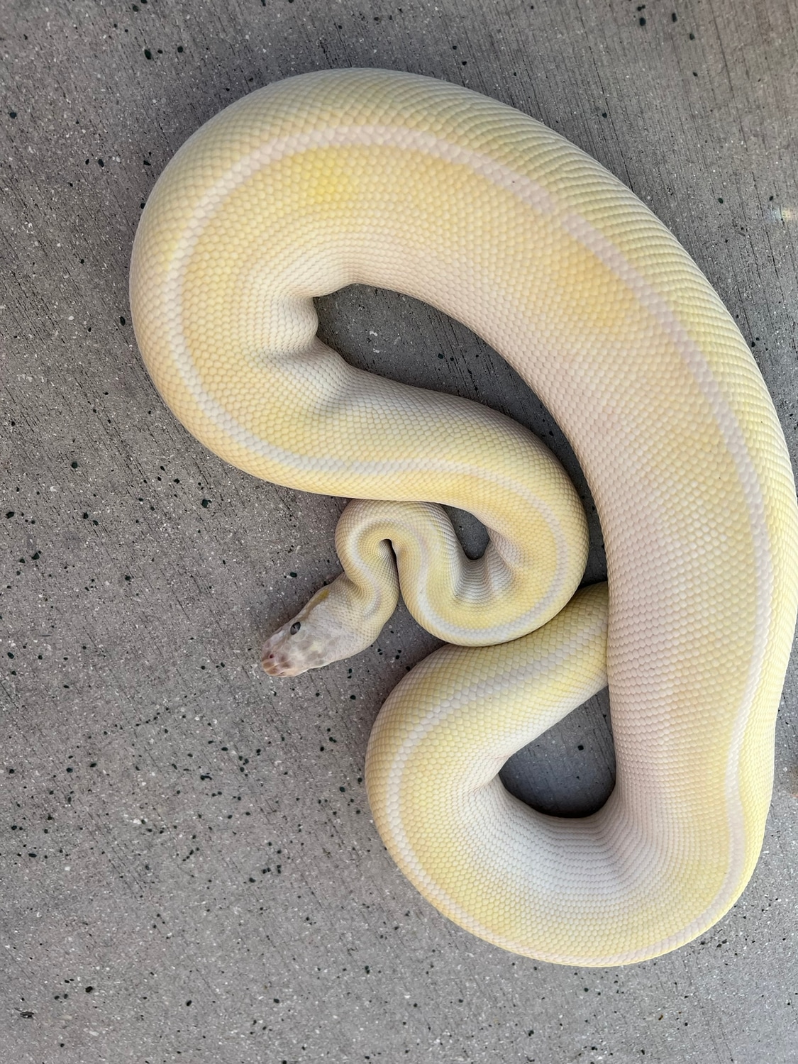 Super Mojave Het Clown (Breeder Ready) Ball Python by Palumbo's Pythons ...