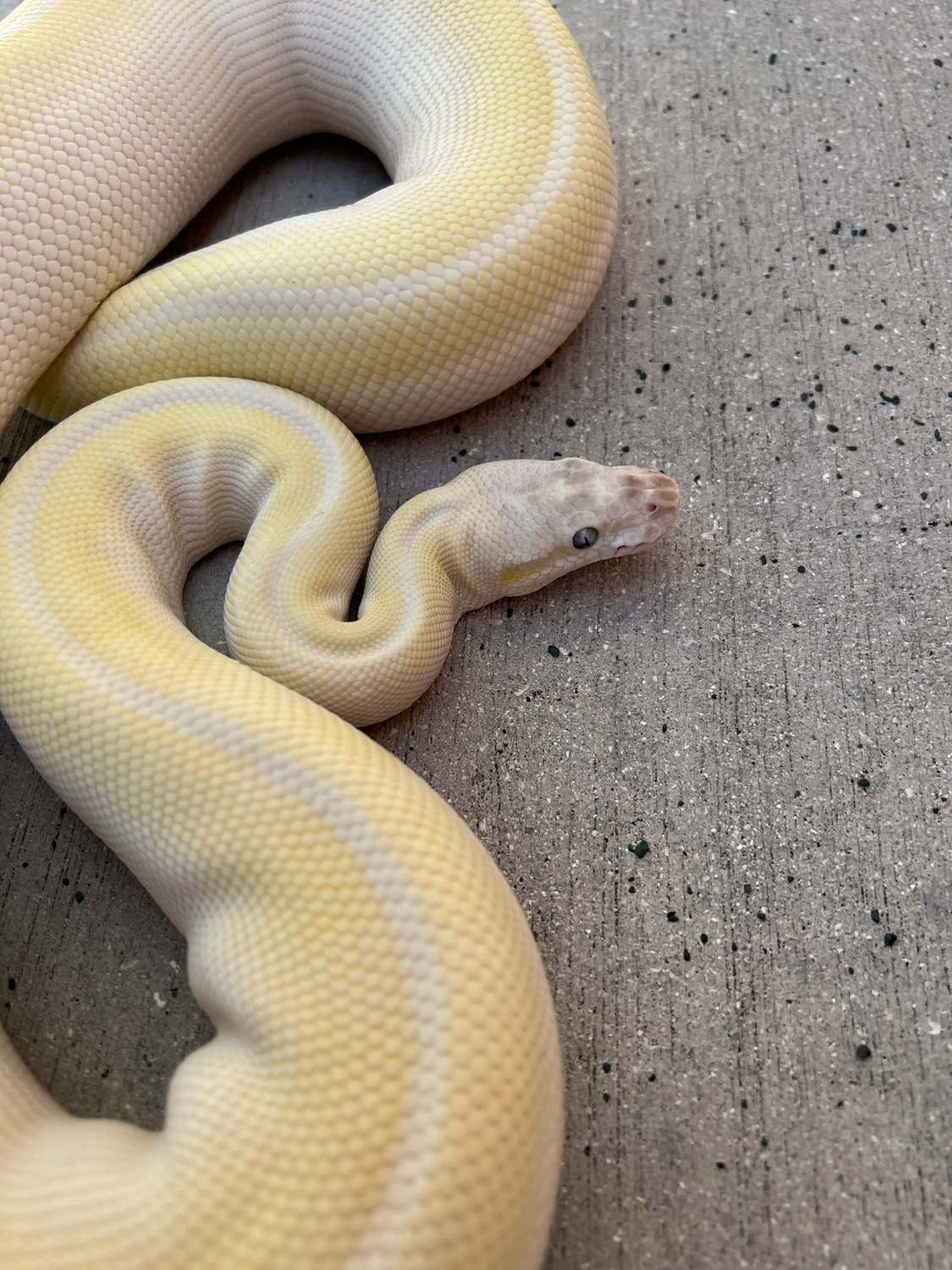 Super Mojave Het Clown (Breeder Ready) Ball Python by Palumbo's Pythons ...