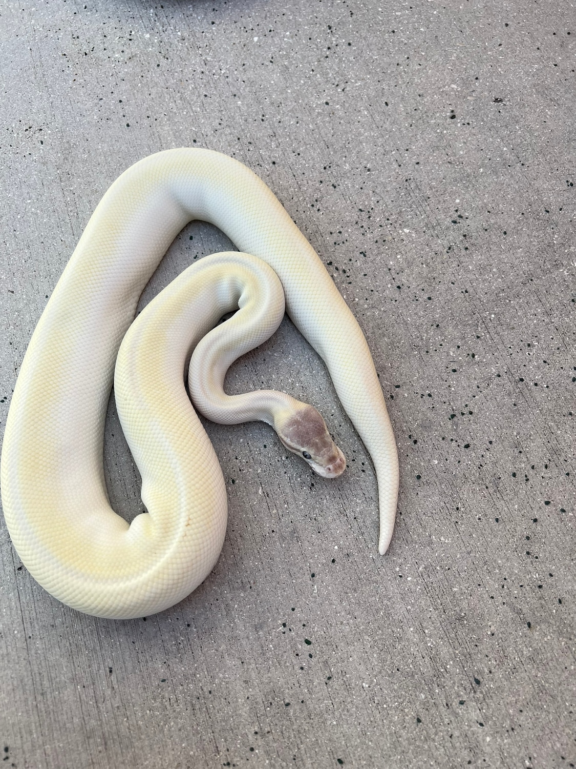 Super Mojave Het Clown (Pos GHI) Ball Python by Palumbo's Pythons ...