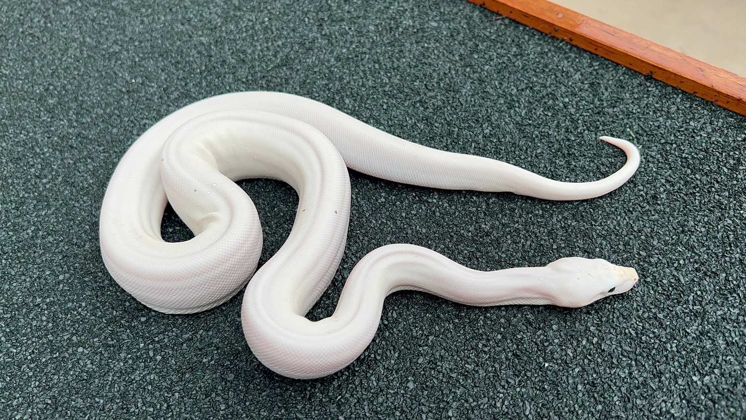 Super Fire Diamond Boa Constrictor by Palumbo's Pythons & Boas ...