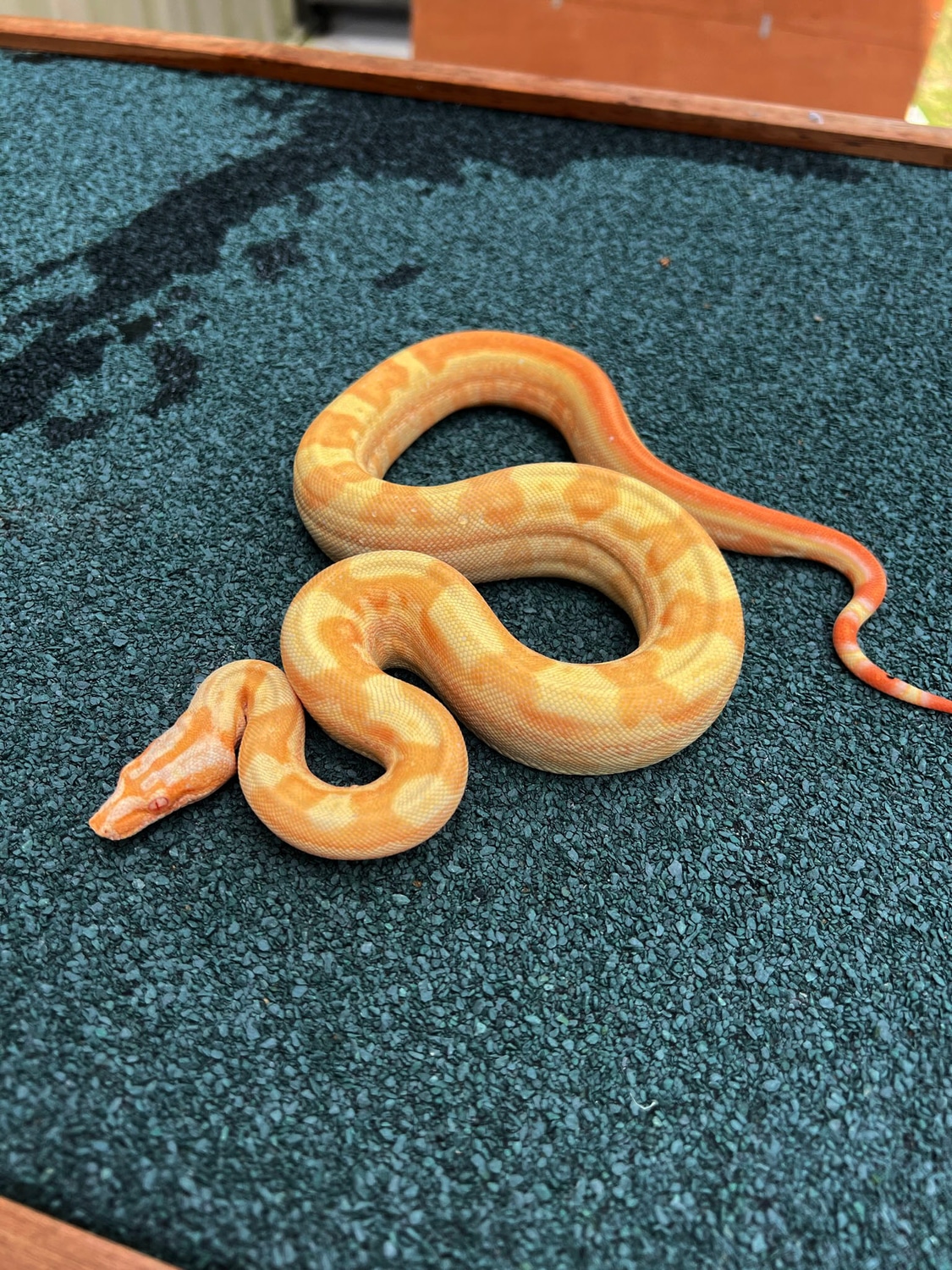 Motley Sharp Sunglow Het RDR BEA Boa Constrictor by Palumbo's Pythons ...