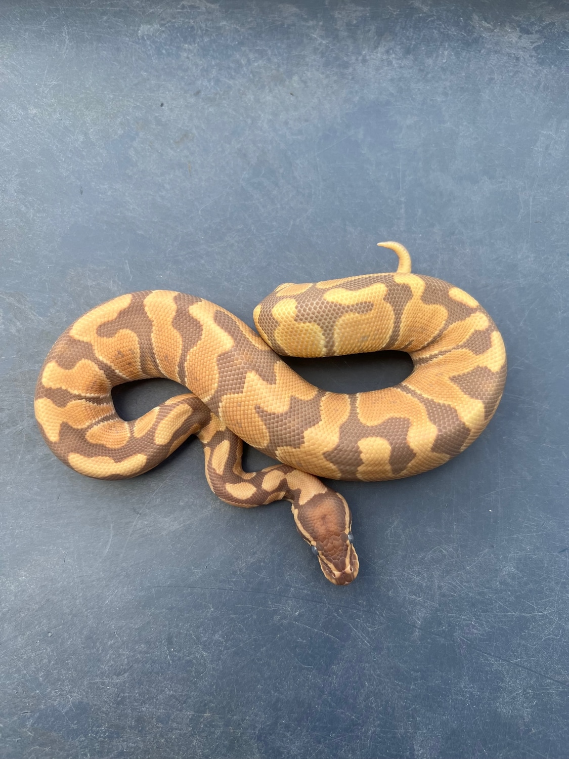 Ultramel Het Caramel Ball Python by Palumbo's Pythons & Boas - MorphMarket