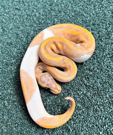 Banana Super Enchi Super Orange Dream Leopard YB Pied 50% Het Hypo Ball ...