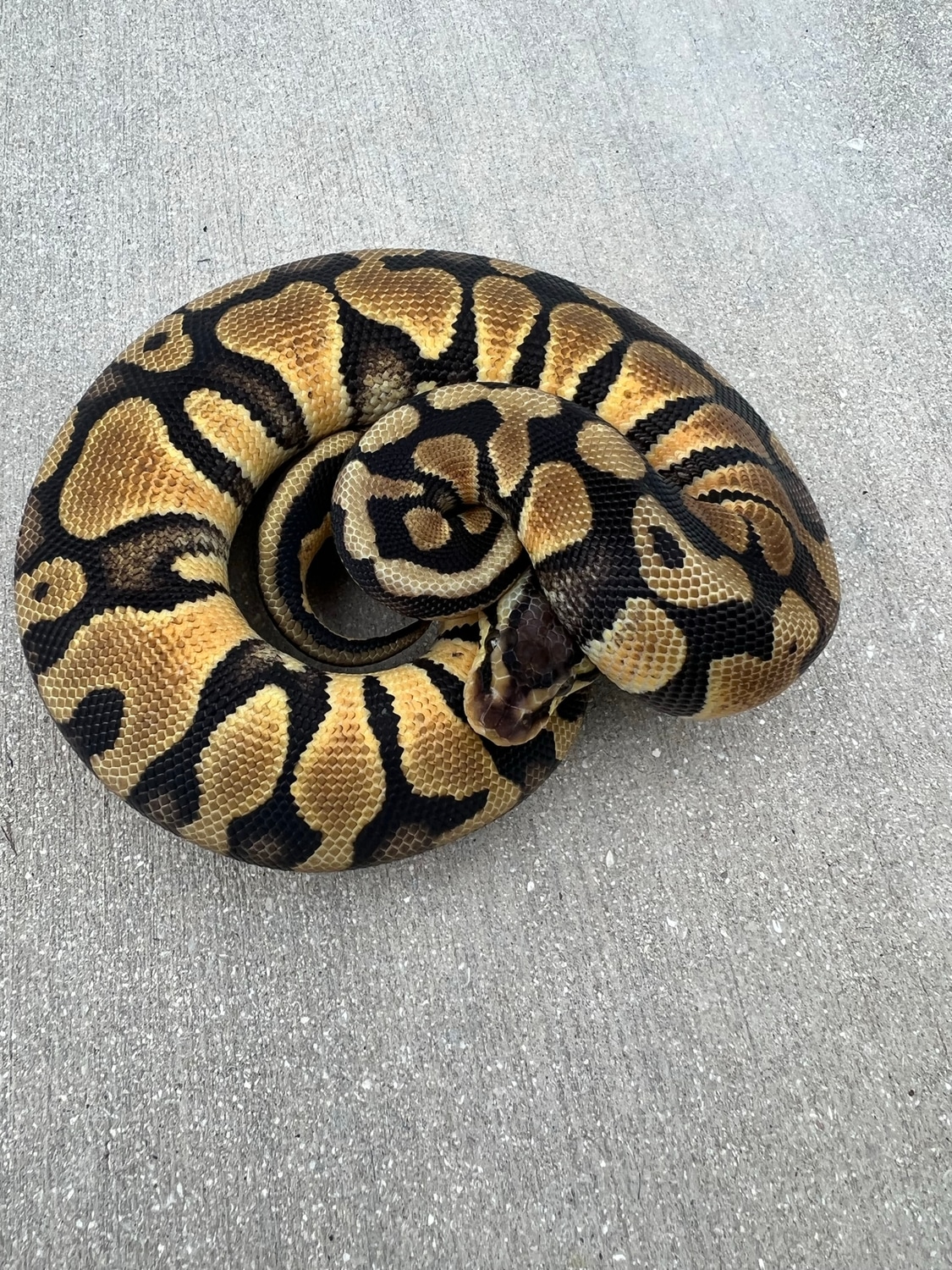 Pastel NR Mandarin Ball Python by Palumbo's Pythons & Boas - MorphMarket