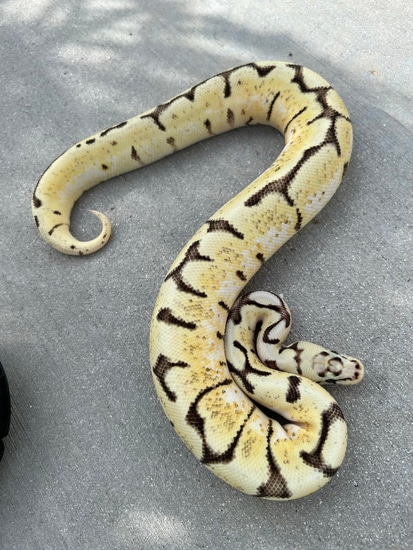 Pastel Fire Spider (Pos Mario, Hurricane) Ball Python by Palumbo's ...