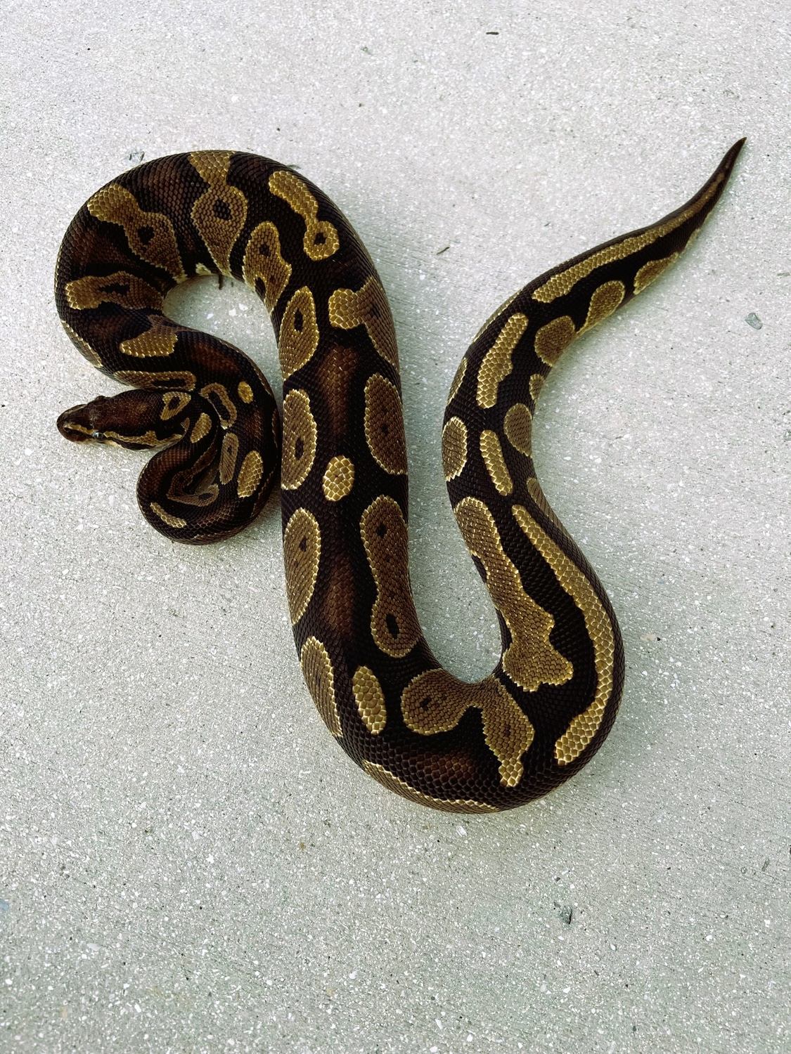 NR Mandarin Ball Python by Palumbo's Pythons & Boas - MorphMarket