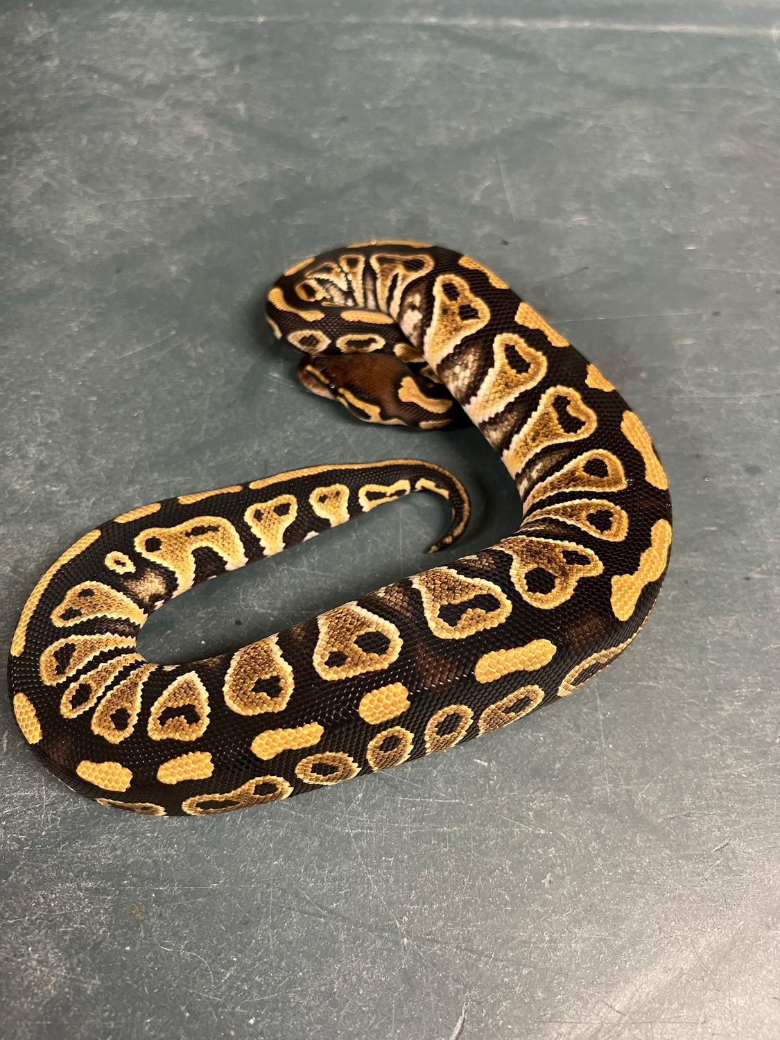Hurricane Blade Het Clown Ball Python by Palumbo's Pythons & Boas ...