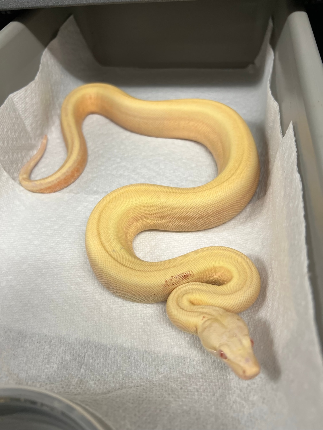 Albino Sterling (Possible Sunglow Sterling) Boa Constrictor by Palumbo ...