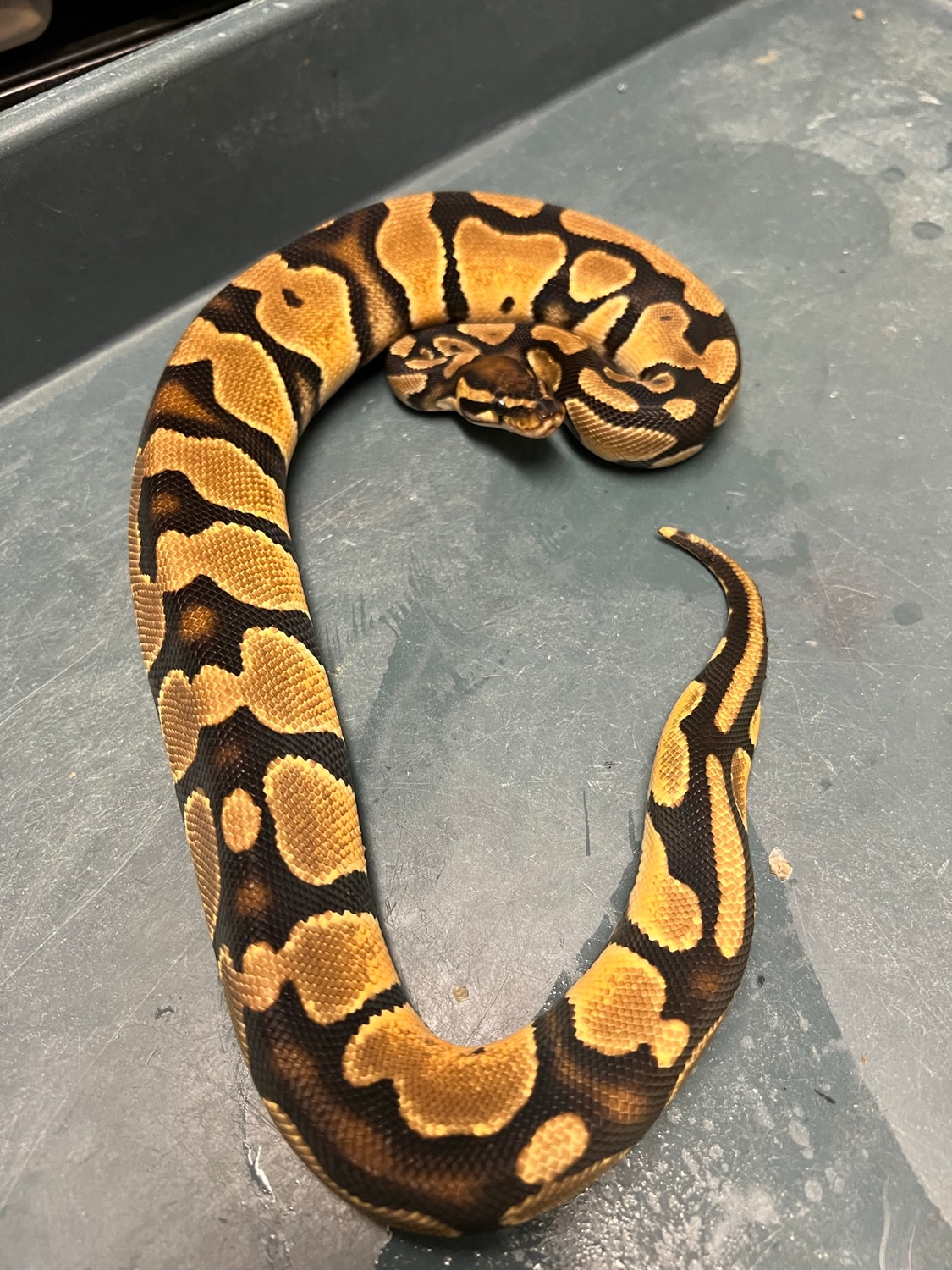 Orange Dream Enchi Het Pied 50% Het Hypo Ball Python by Palumbo's ...