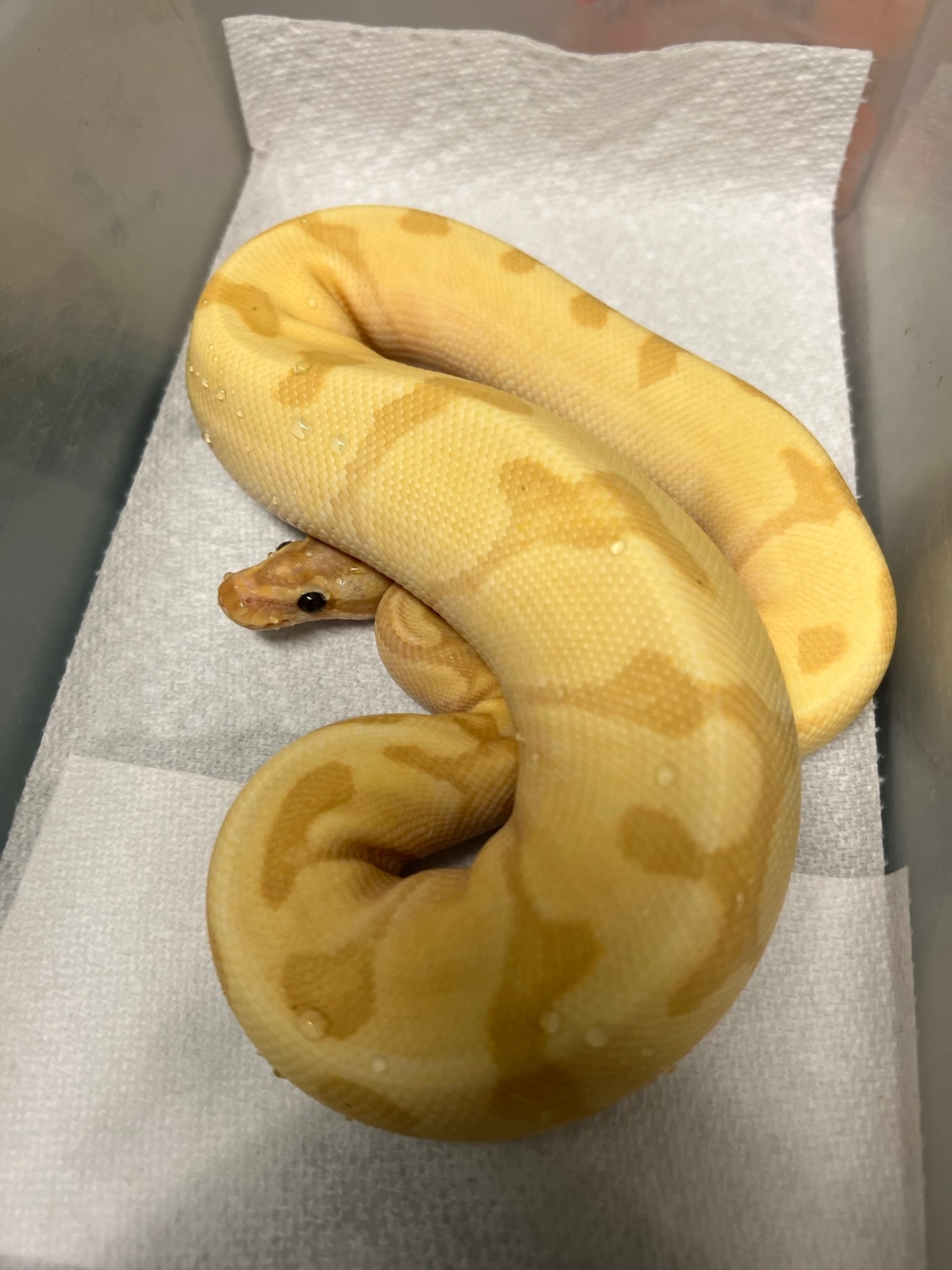 Super Orange Dream Super Enchi Banana YB Het Pied 50% Het Hypo (Pos ...
