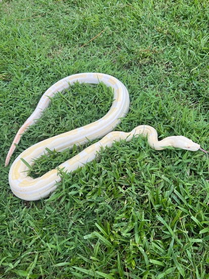 Sharp Albino Motley Key West Boa Constrictor by Palumbo's Pythons & Boas