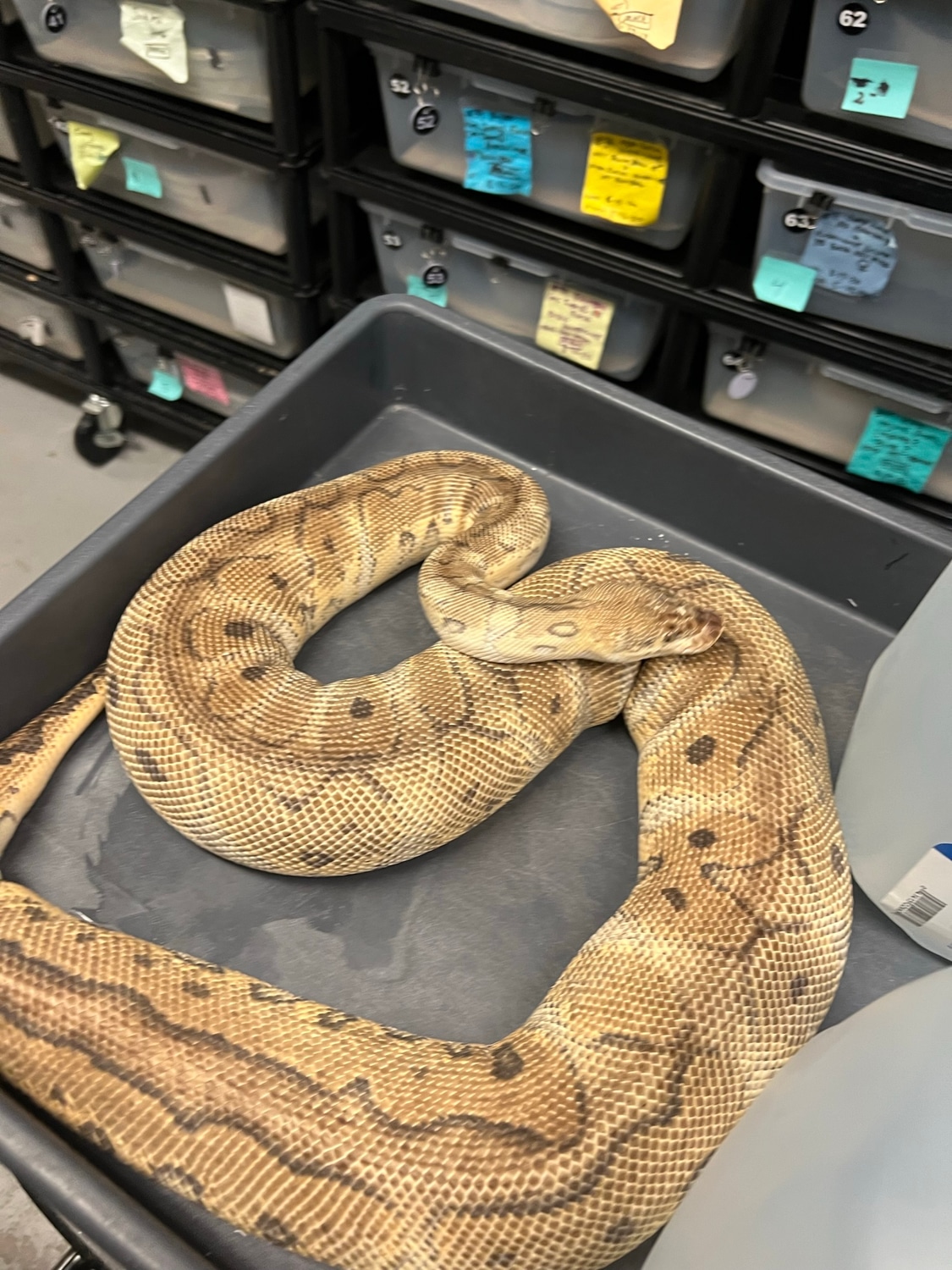 Killer Clown Ball Python by Palumbo's Pythons & Boas - MorphMarket