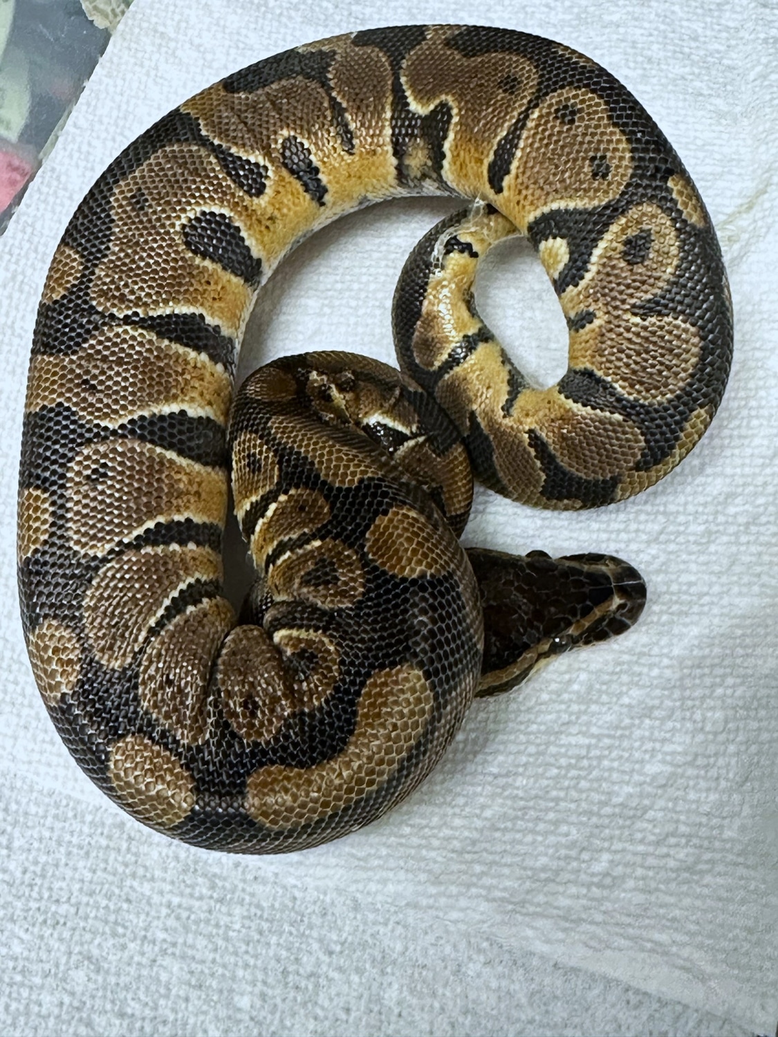 Het Pied Het Clown Ball Python by Palumbo's Pythons & Boas - MorphMarket