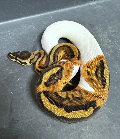 Pied Het Clown Ball Python by Palumbo's Pythons & Boas