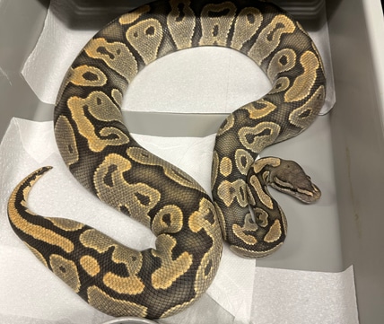 Banana Enchi Orange Dream Leopard Spider Het Pied Het Hypo MalePied ...