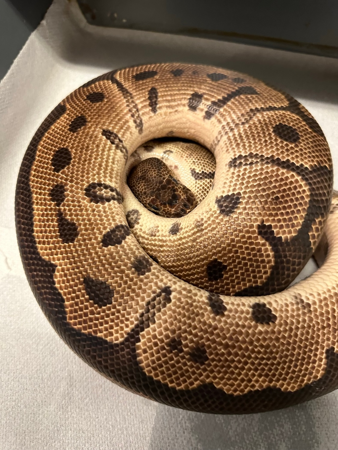 Clown Ball Python by Palumbo's Pythons & Boas - MorphMarket