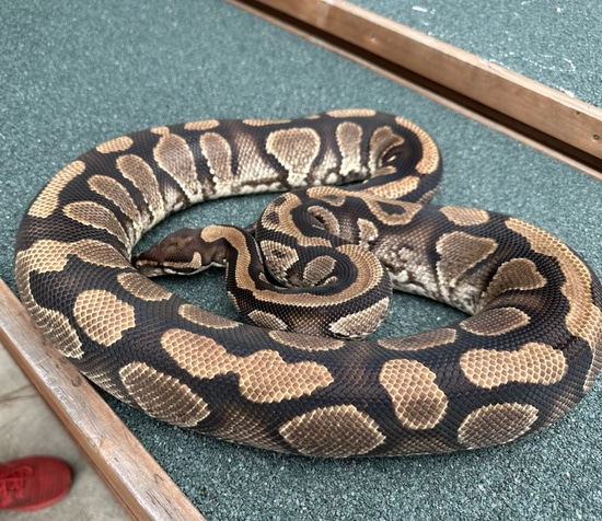 Yellow Belly (Proven Breeder) Ball Python by Palumbo's Pythons & Boas