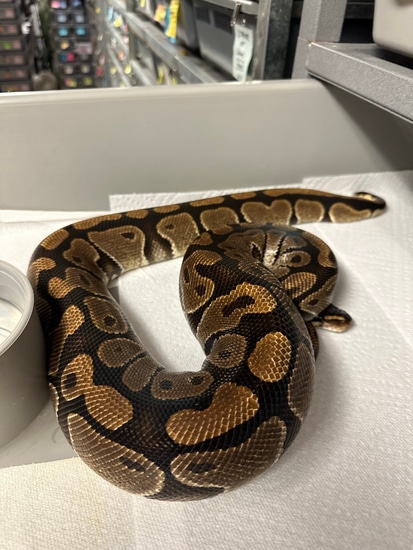 Het Rainbow Proven Breeder Ball Python by Palumbo's Pythons & Boas